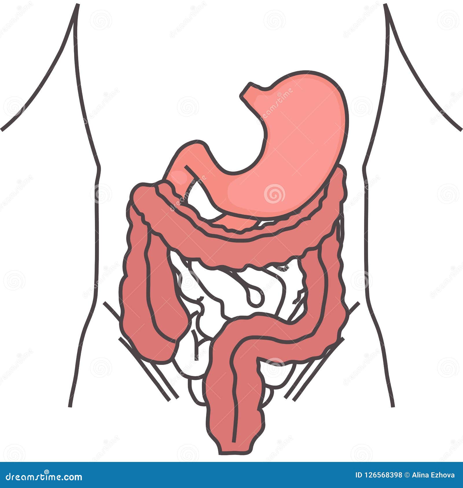 The Human Digestive System. Vector Illustration Stock Vector ...