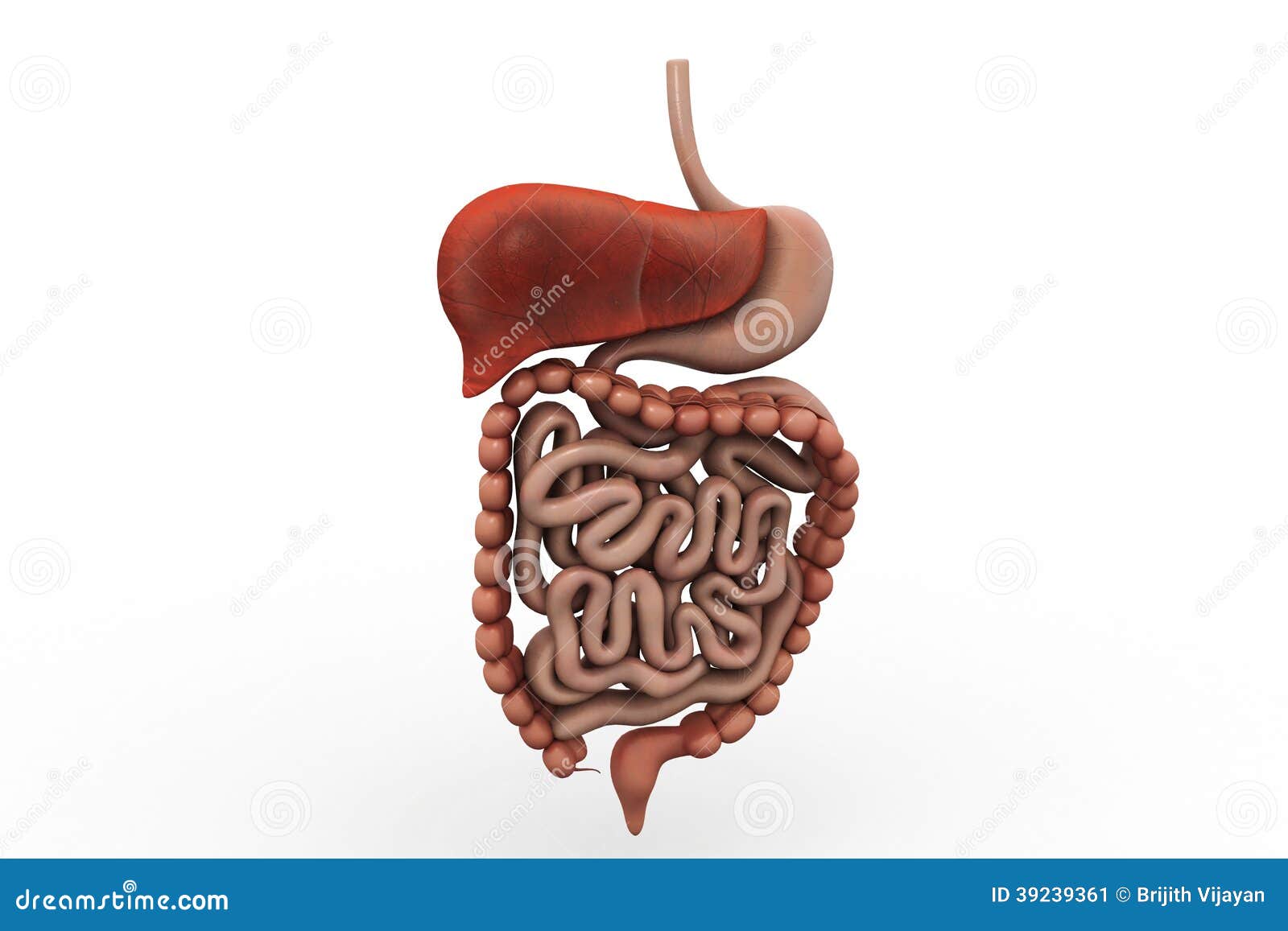 Human digestive system stock illustration. Illustration of digestive ...