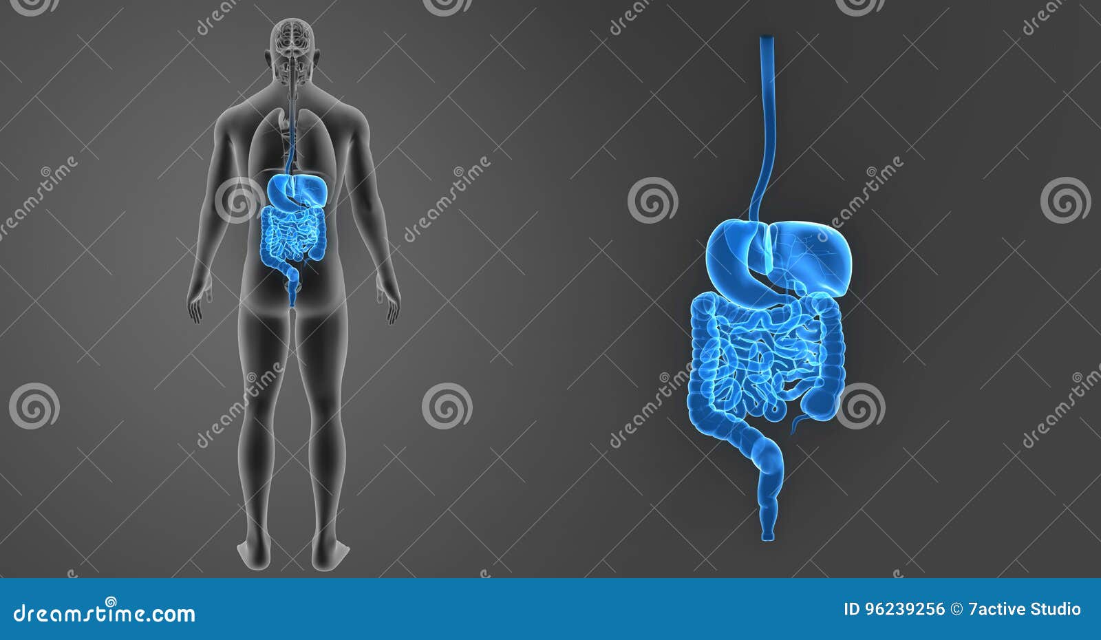 Human Digestive System Zoom with Organs Posterior View Stock ...