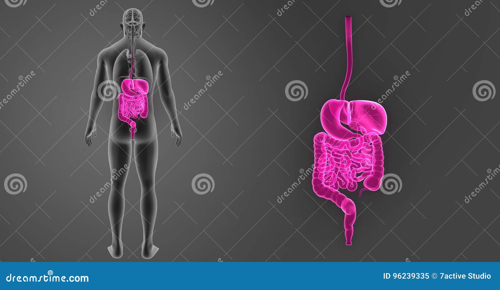 Human Digestive System Zoom with Organs Posterior View Stock ...