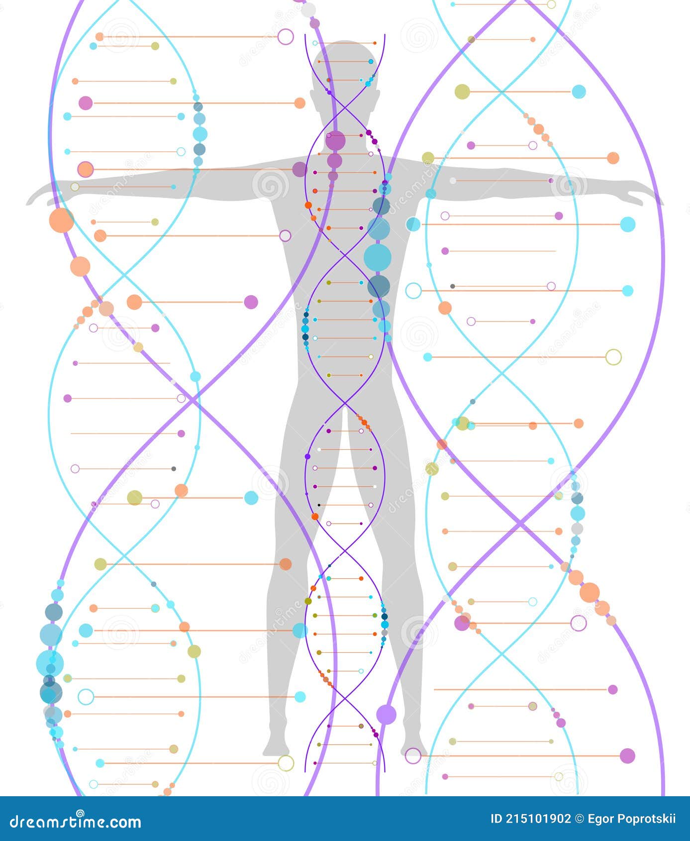 Human-DNA-2 stock vector. Illustration of biochemistry - 215101902