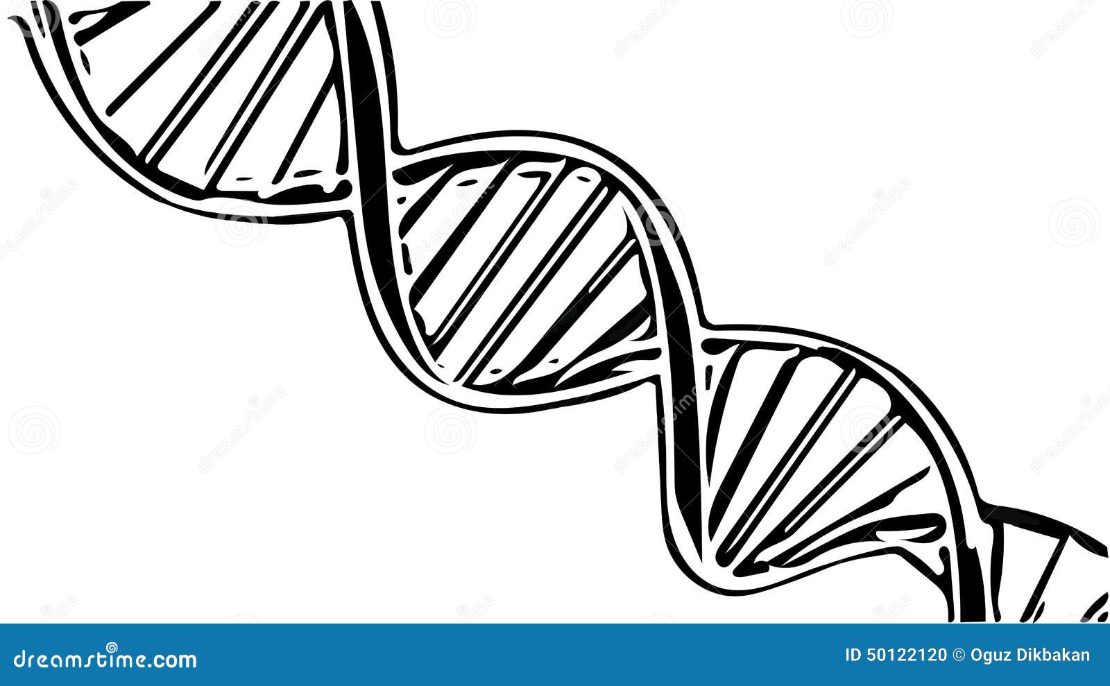 Dna Strand Drawing