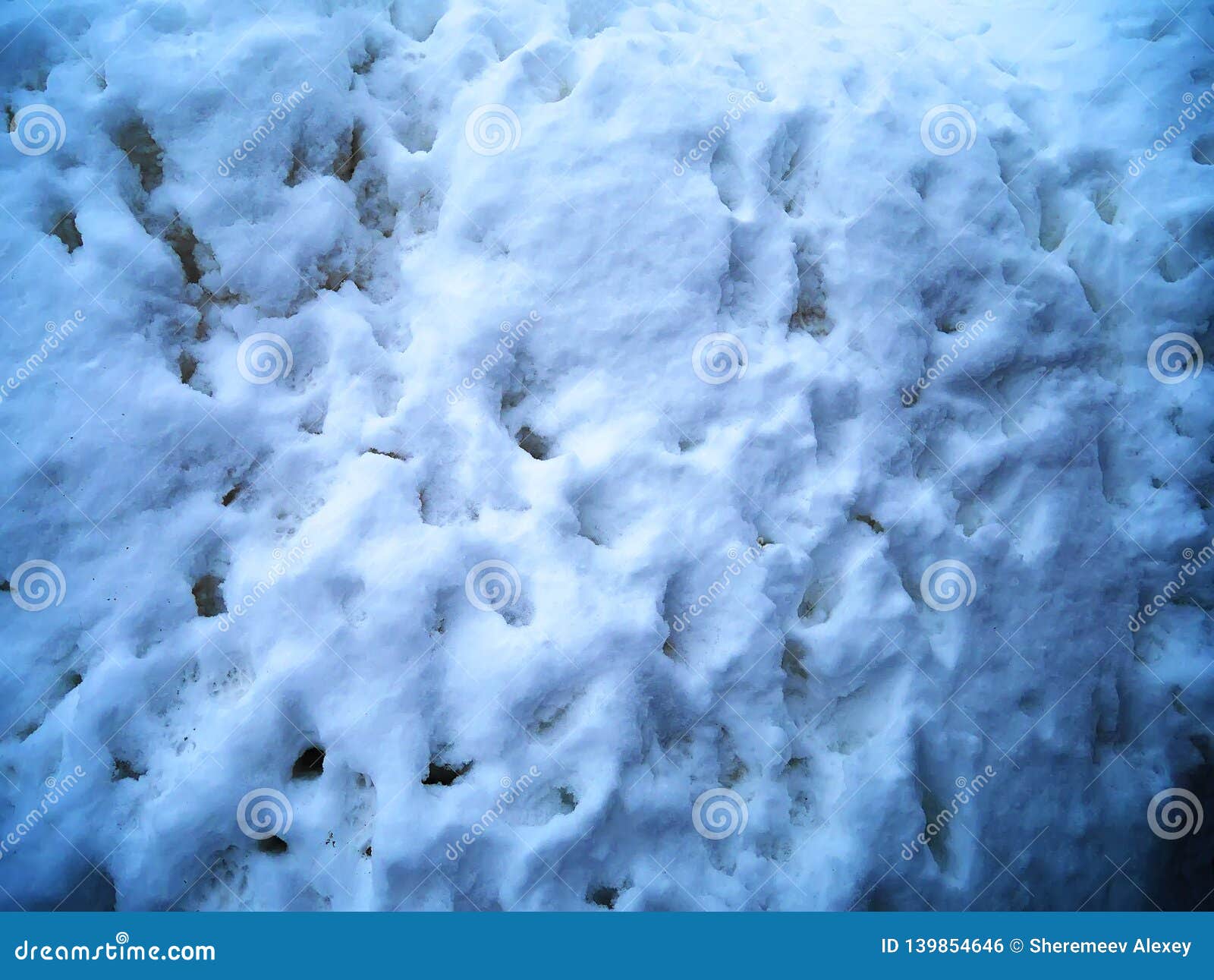 Human and Dog Footprints on Surface White Winter Snow. Overhead View ...