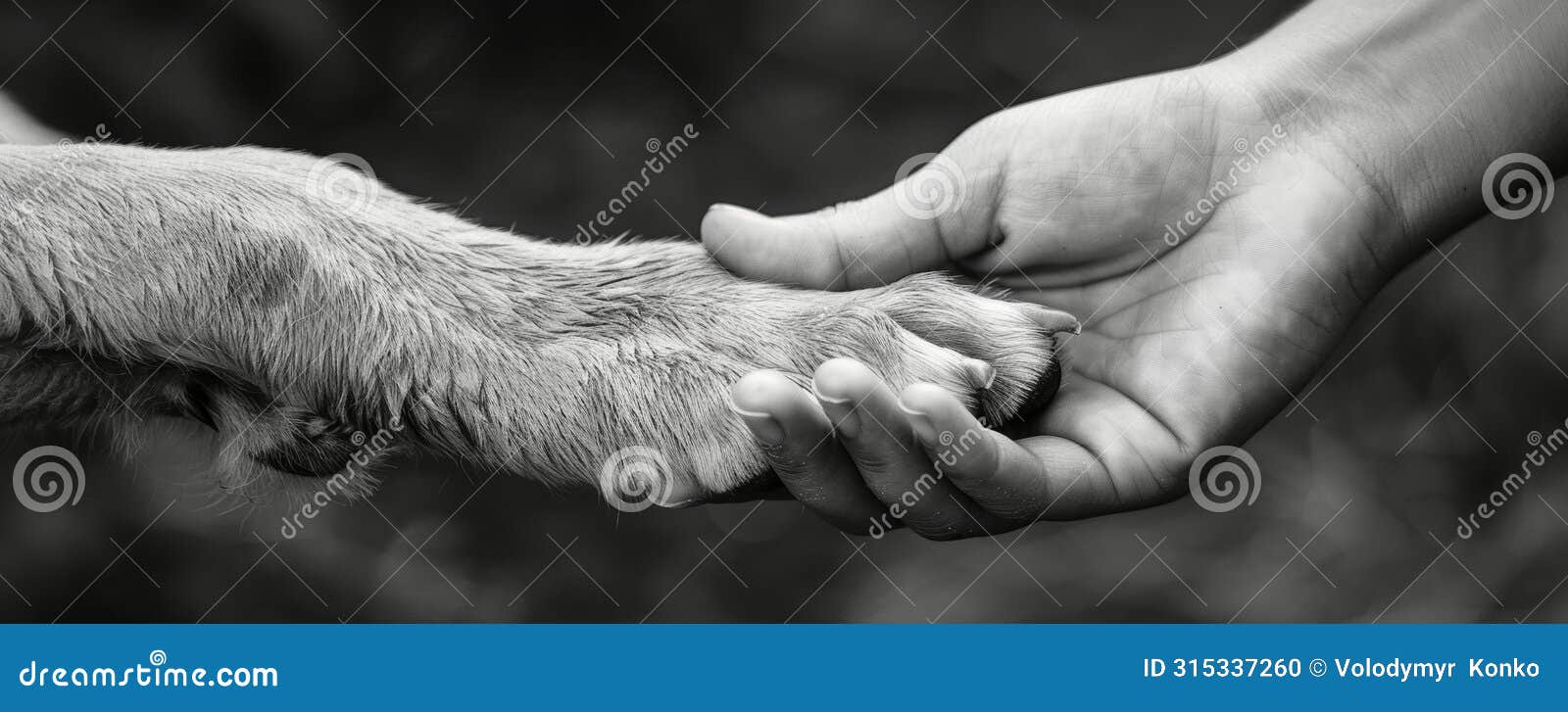 Human and Dog Paw Handshake Stock Photo - Image of kindness ...