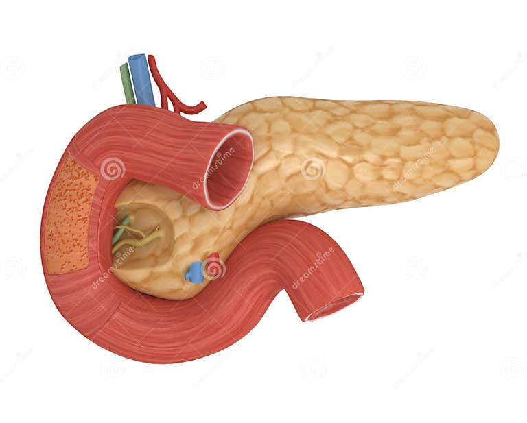 Human Duodenum Isolated on White Stock Illustration - Illustration of ...