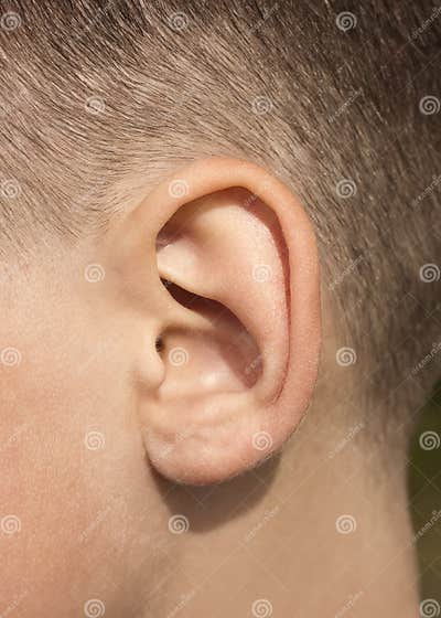 Human ear stock image. Image of medical, close, head - 14505353
