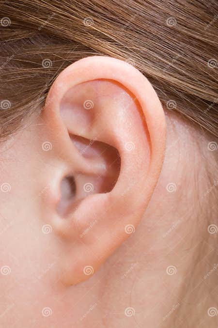 Human ear stock image. Image of beautiful, lobe, close - 17181621