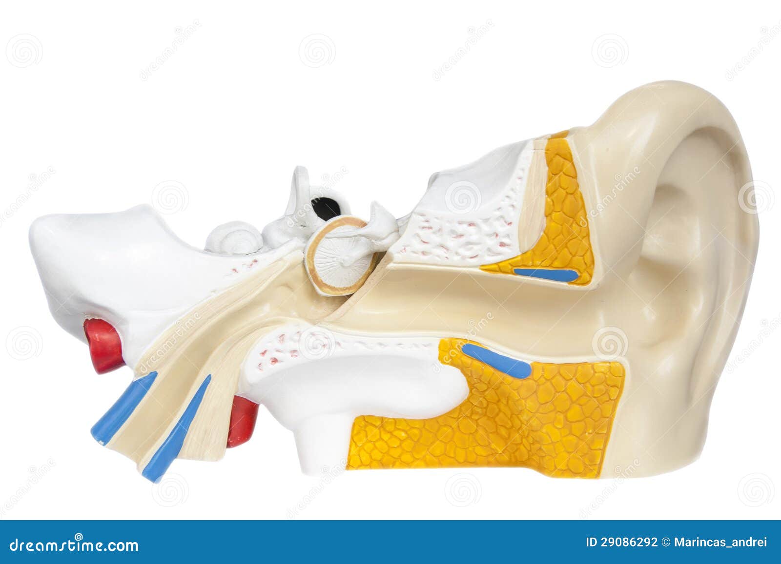 Human Ear stock photo. Image of science, outer, sensory - 29086292