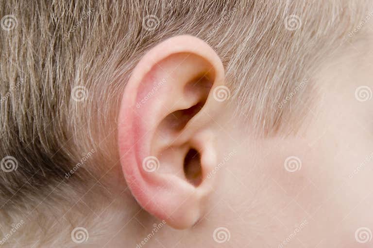 Human ear stock photo. Image of caucasian, delicate, care - 445154