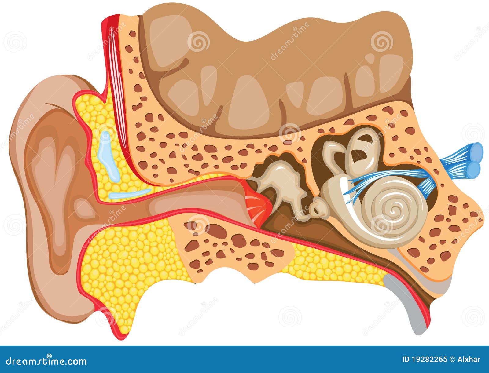 Human ear anatomy stock illustration. Illustration of medical - 19282265 Human ear anatomy stock illustration. Illustration of medical - 19282265