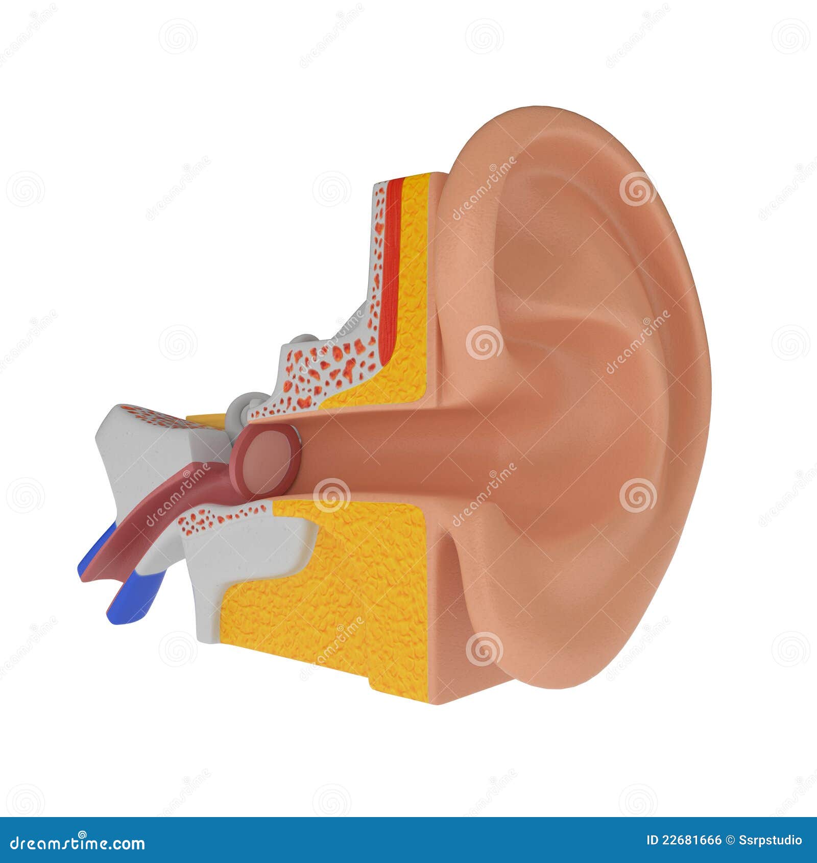Human Ear Anatomy Isolated on White Stock Illustration - Illustration ...
