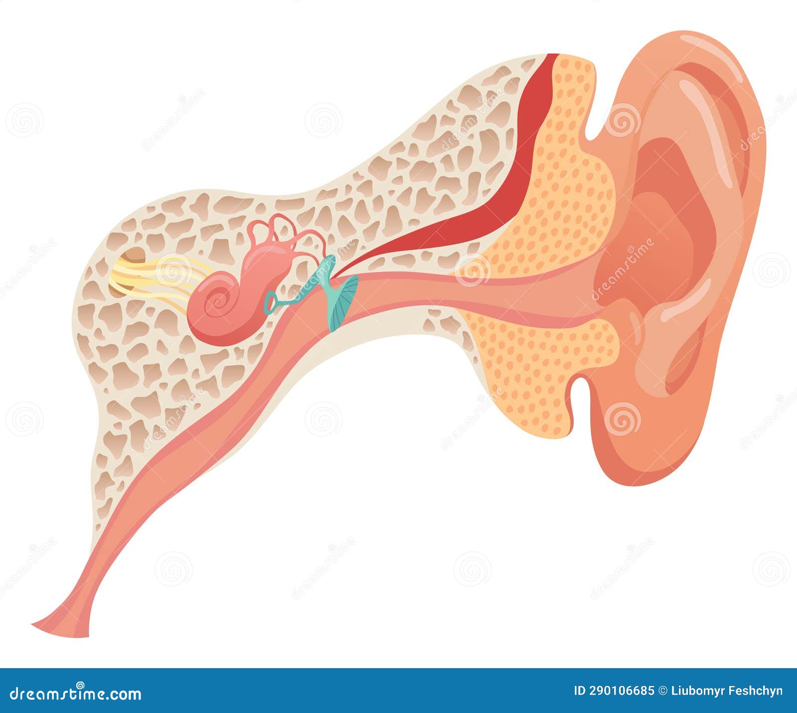 Human Ear Anatomy, Structure Anatomical Diagram. Outer, Middle And ... Human Ear Anatomy, Structure Anatomical Diagram. Outer, Middle And ...