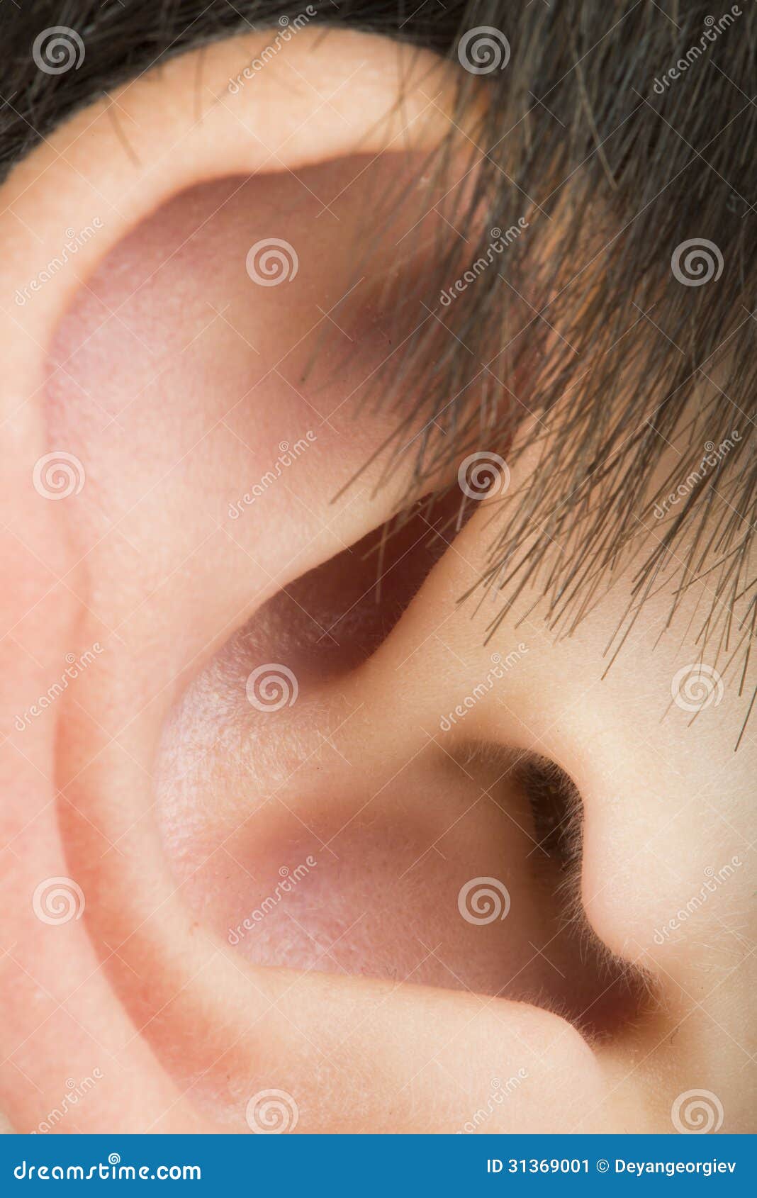 Ear, Auricle - The Human Outer Ear Anatomy Stock Photo | CartoonDealer ...