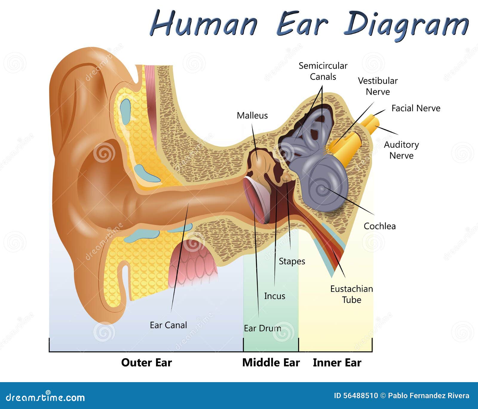 Human Ear Diagram stock illustration. Illustration of diagram - 56488510