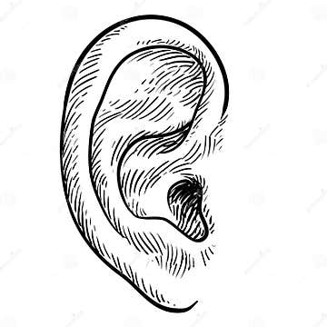 Human Ear in Engraved Style Stock Vector - Illustration of isolated ...