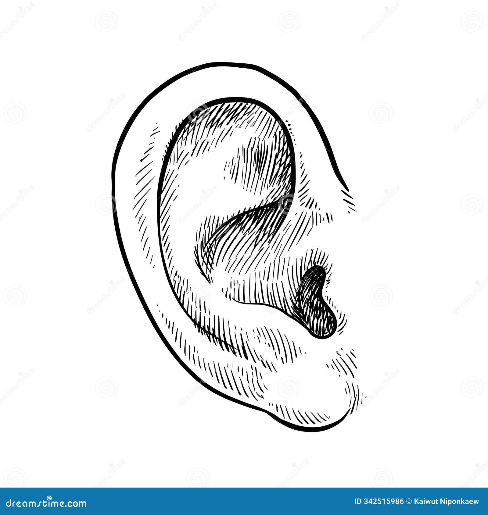 Human Ear in Engraved Style,hand Drawn Stock Illustration ...