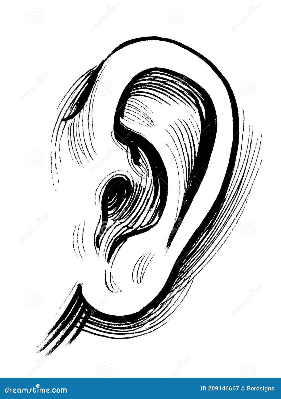 Human ear stock illustration. Illustration of artwork - 209146667
