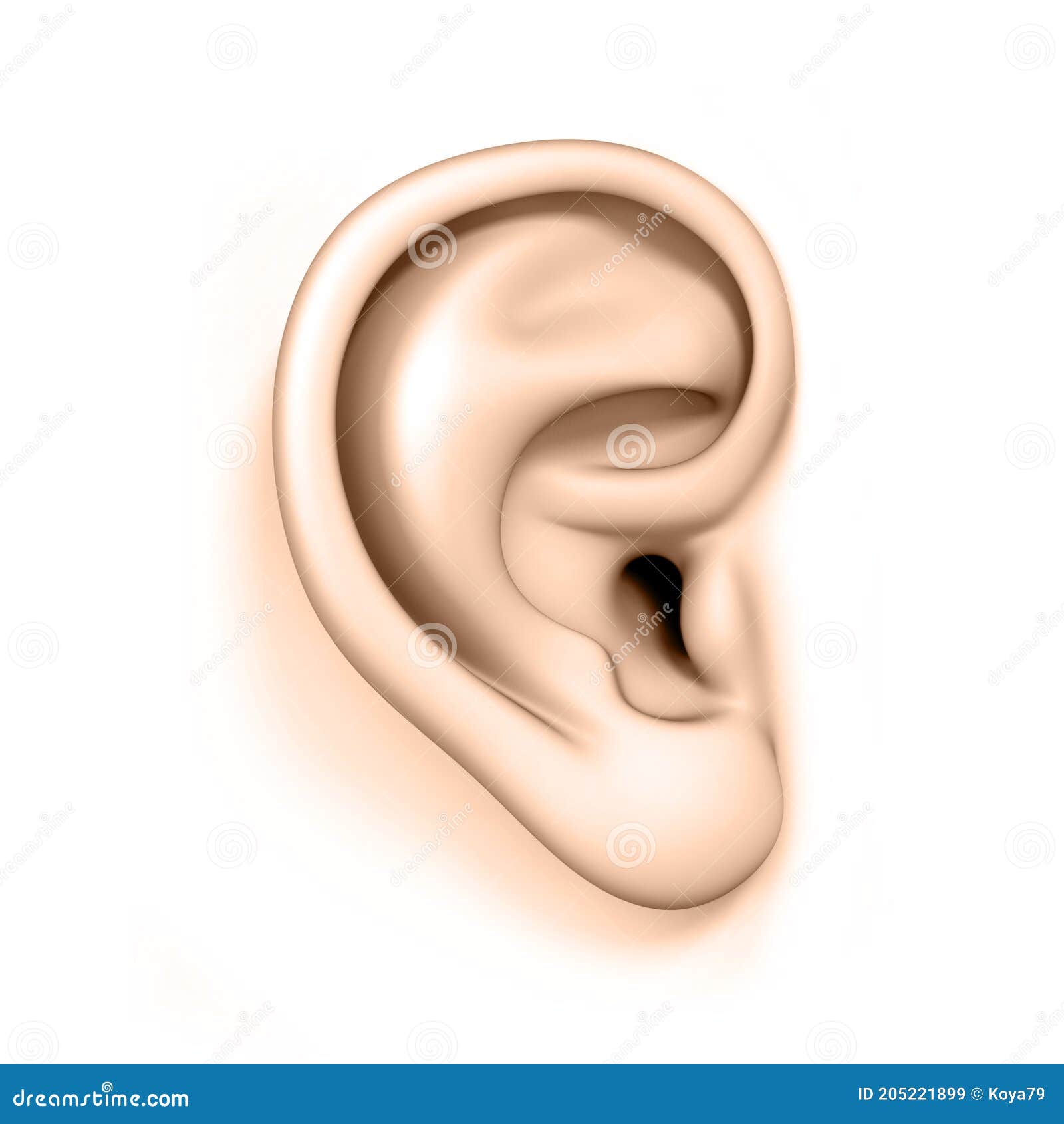 Human Ear Isolated on a White Background Stock Illustration ...