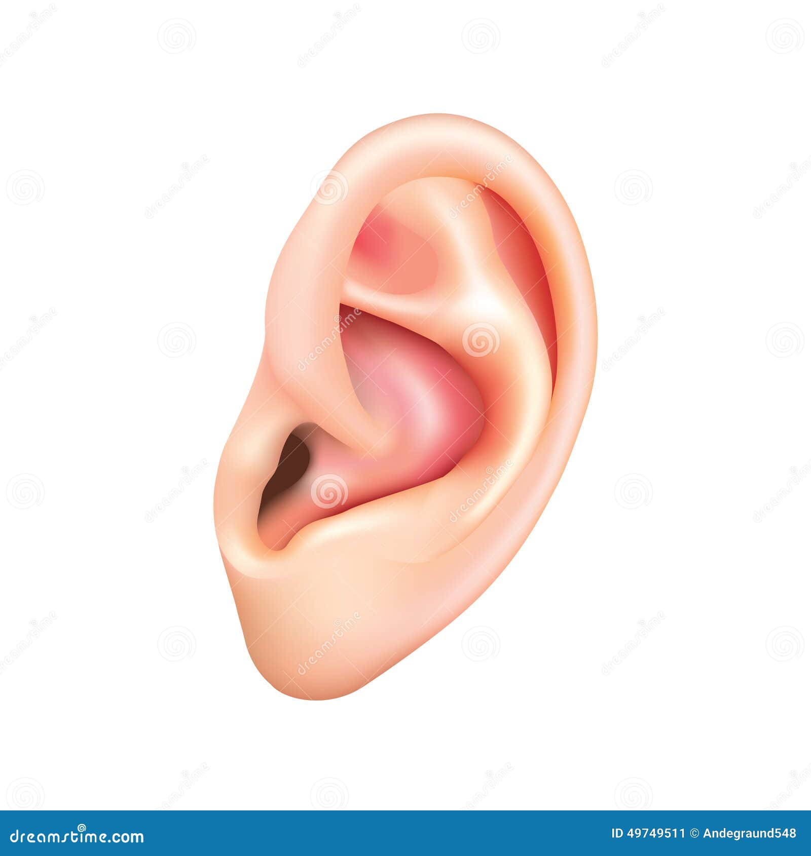 Human Ear Isolated on White Vector Stock Vector - Illustration of ...