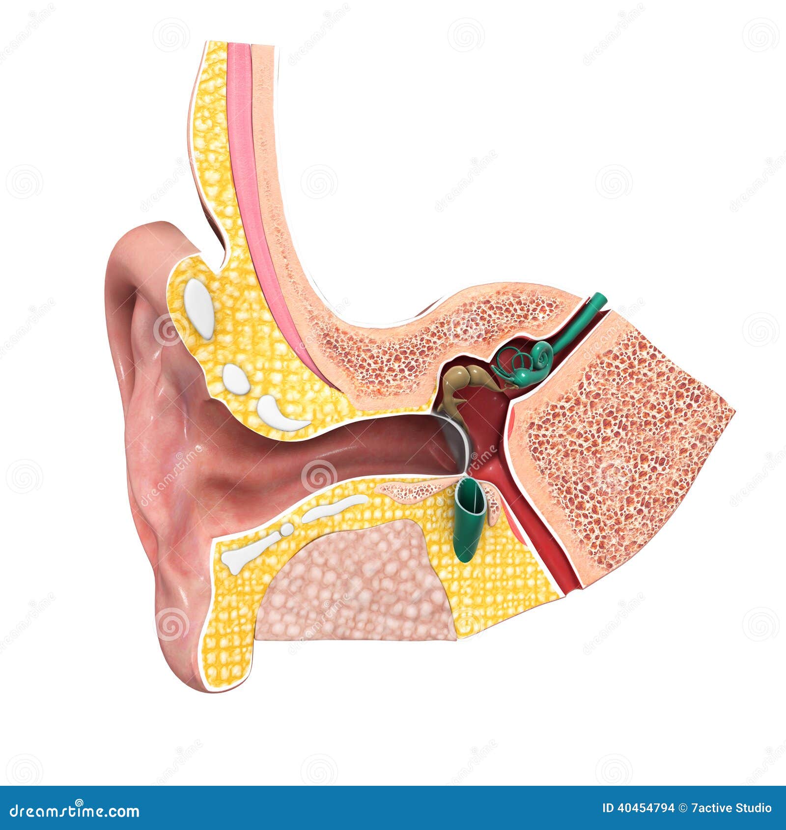 Ear Cochlea. Ears Anatomy Diagram, Human Auditory System Inner Organ ...