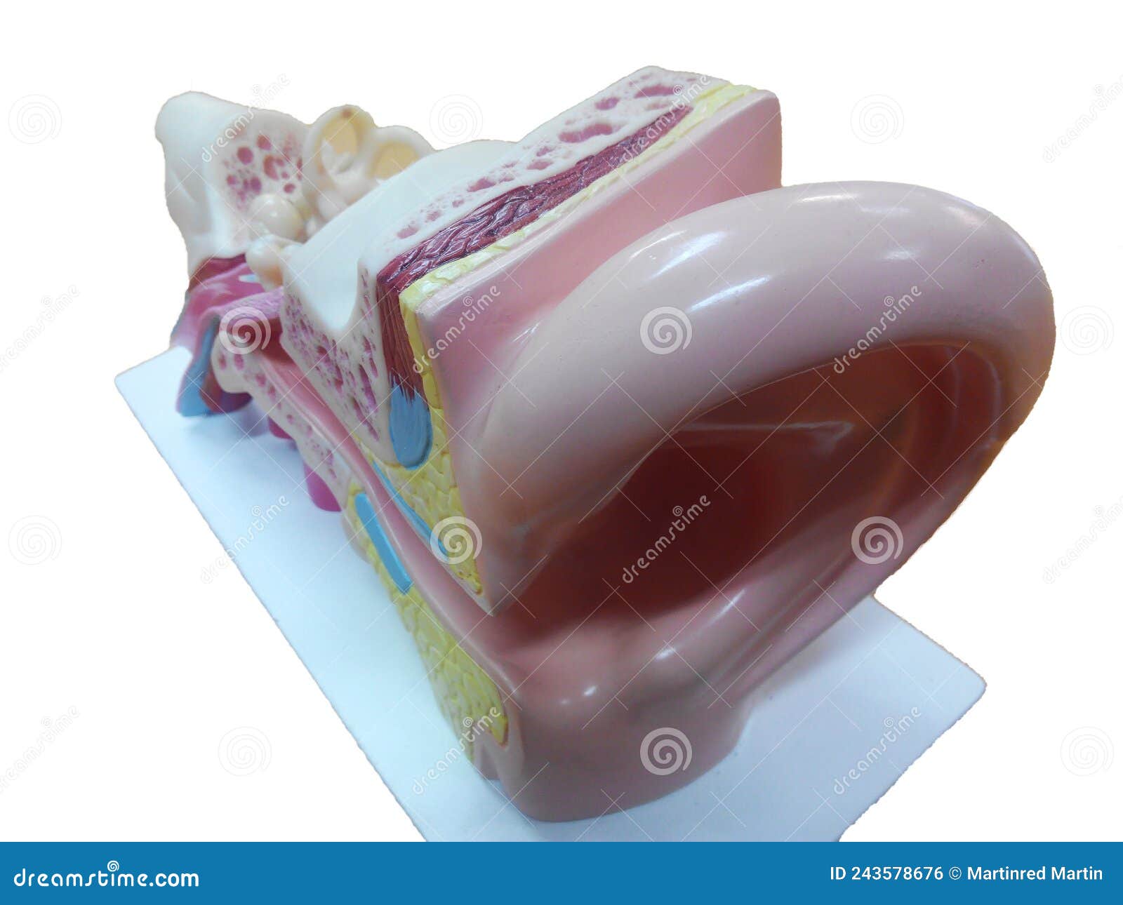 Human Ear Model for Education Stock Photo - Image of finger, display ...
