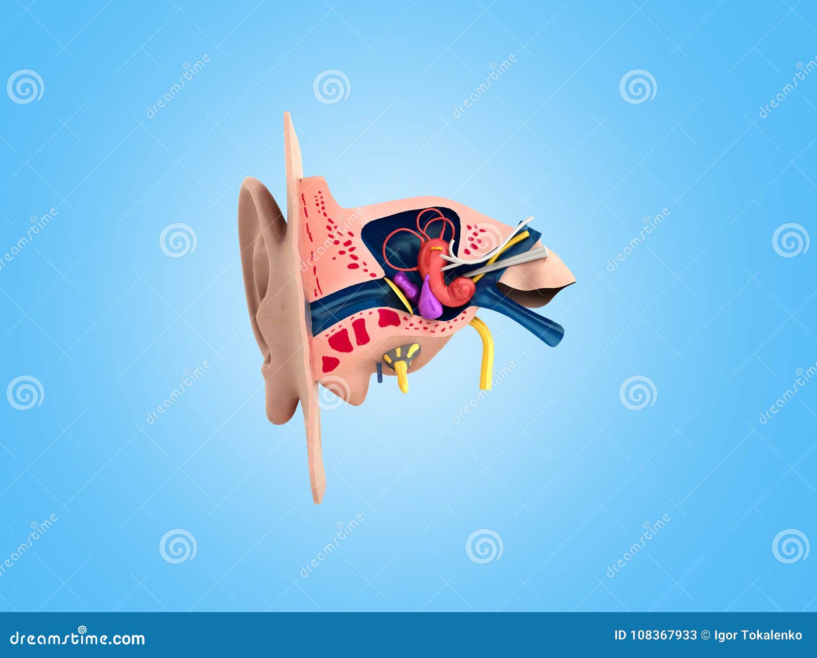 Human Ear Structure Medical Educational Science 3d Rendrer Illus Stock ... Human Ear Structure Medical Educational Science 3d Rendrer Illus Stock ...