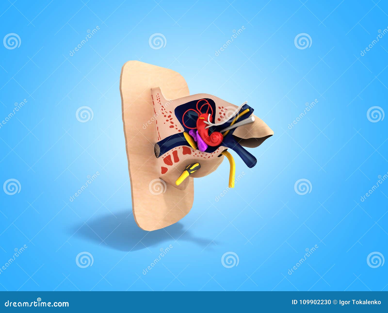 Human Ear Structure Medical Educational Science 3d Rendrer Illus Stock ... Human Ear Structure Medical Educational Science 3d Rendrer Illus Stock ...