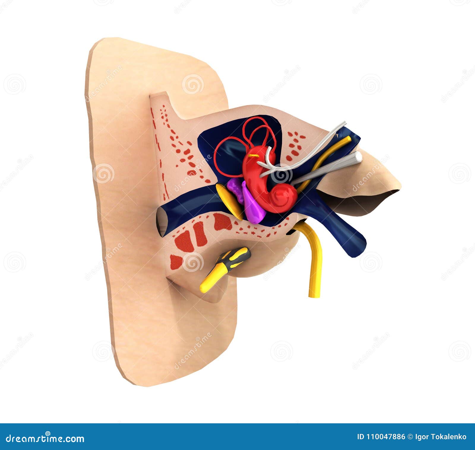 Human Ear Structure Medical Educational Science 3d Rendrer Illus Stock ... Human Ear Structure Medical Educational Science 3d Rendrer Illus Stock ...