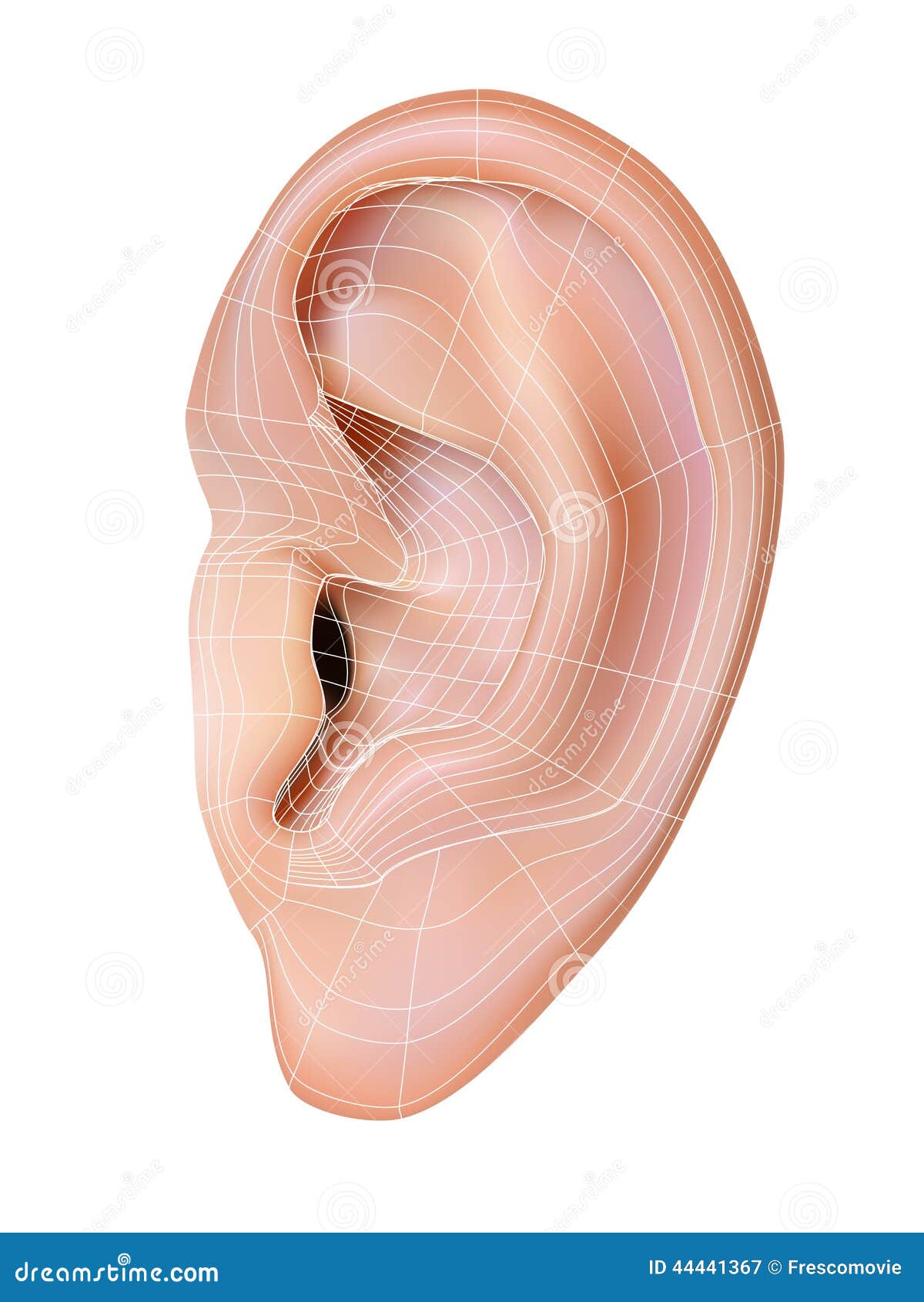 Human Ear. stock vector. Illustration of cartilage, body - 44441367