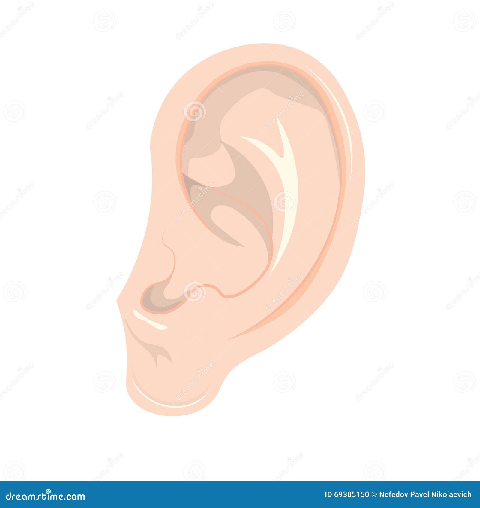 Outer Ear Is The Auricle Or Pinna. Ear Anatomy. Realistic Illustration ...