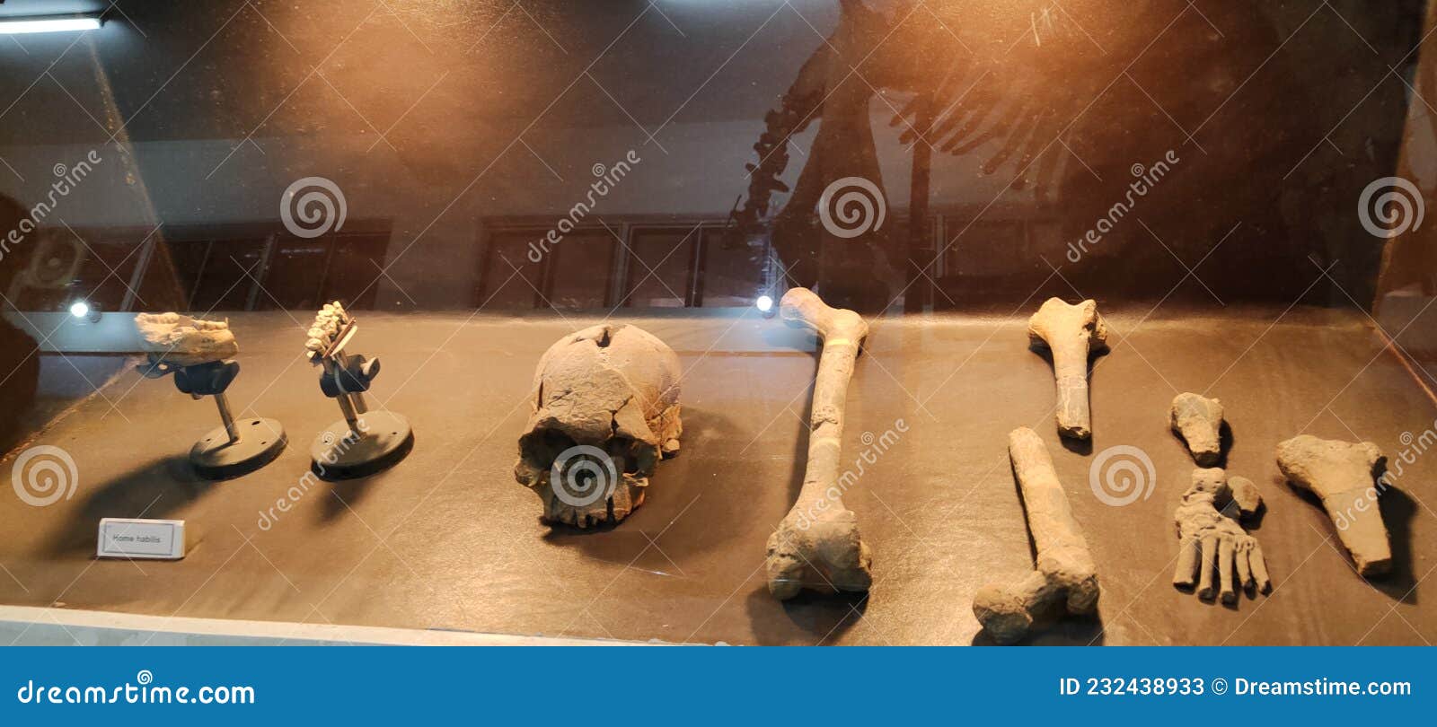 Human early human bones stock image. Image of screenshot - 232438933