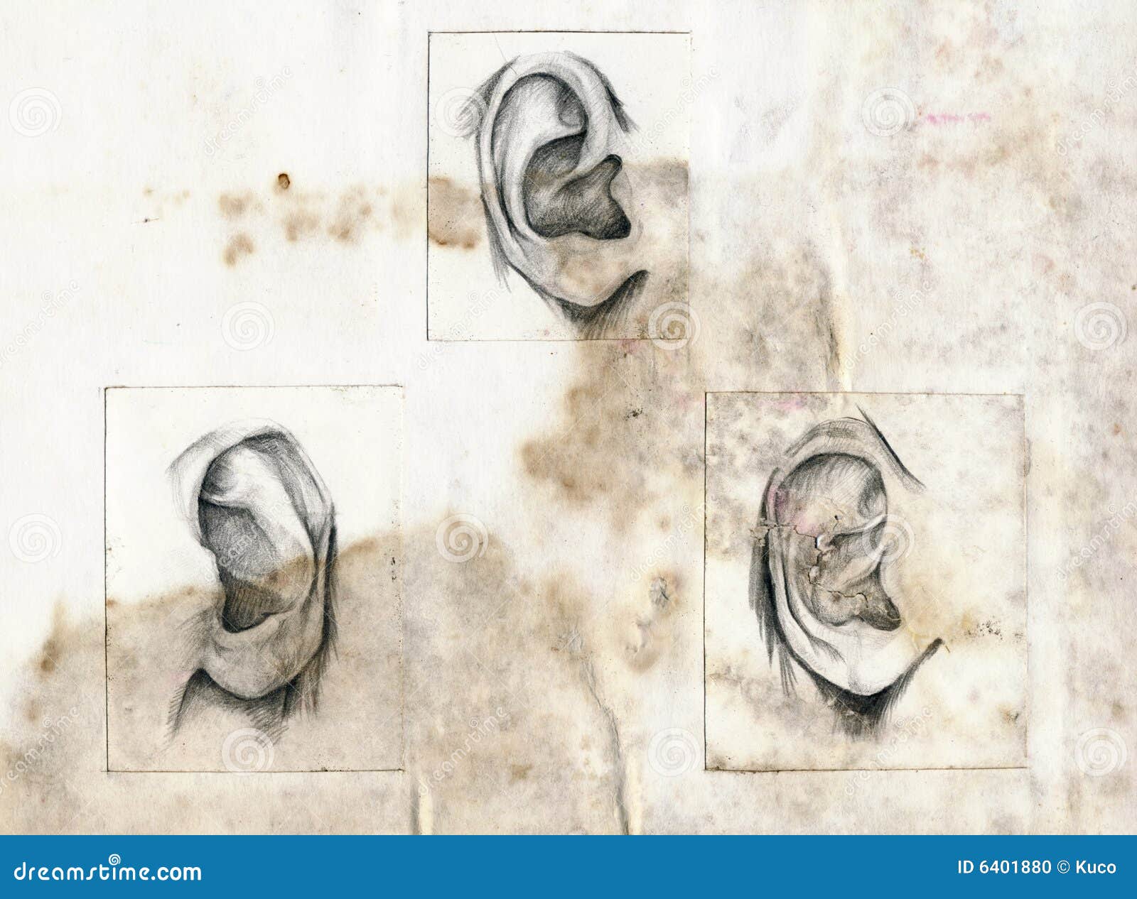 Human ears stock illustration. Illustration of fine, atelier - 6401880