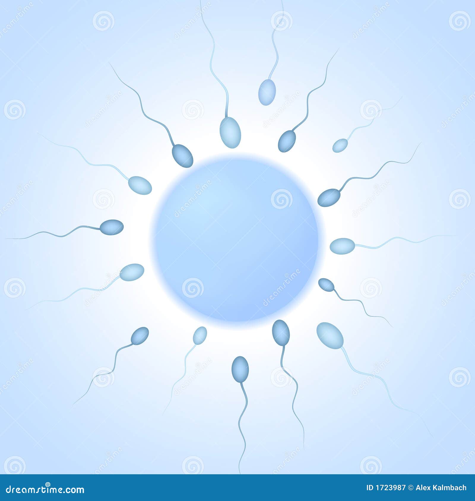 Human egg stock vector. Illustration of life, sperm, cell - 1723987