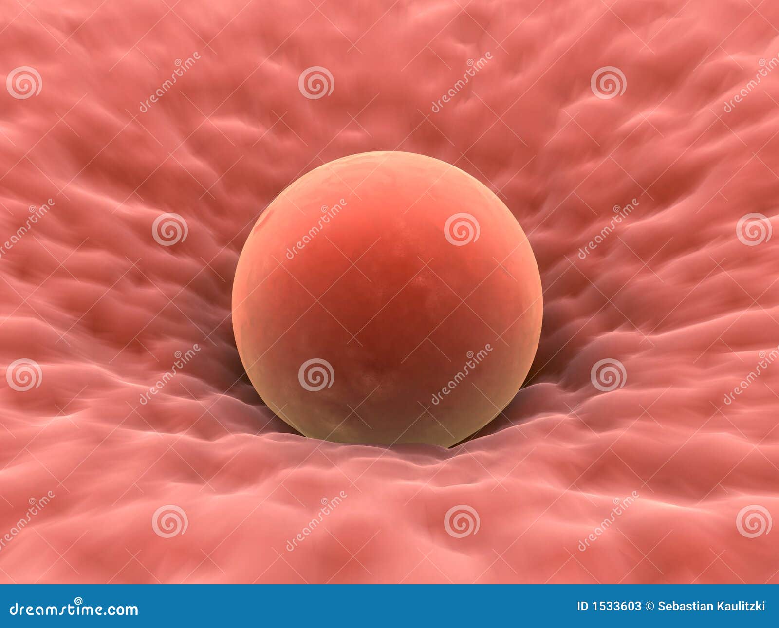 Fertilize A Human Egg Cell Royalty-Free Illustration | CartoonDealer ...