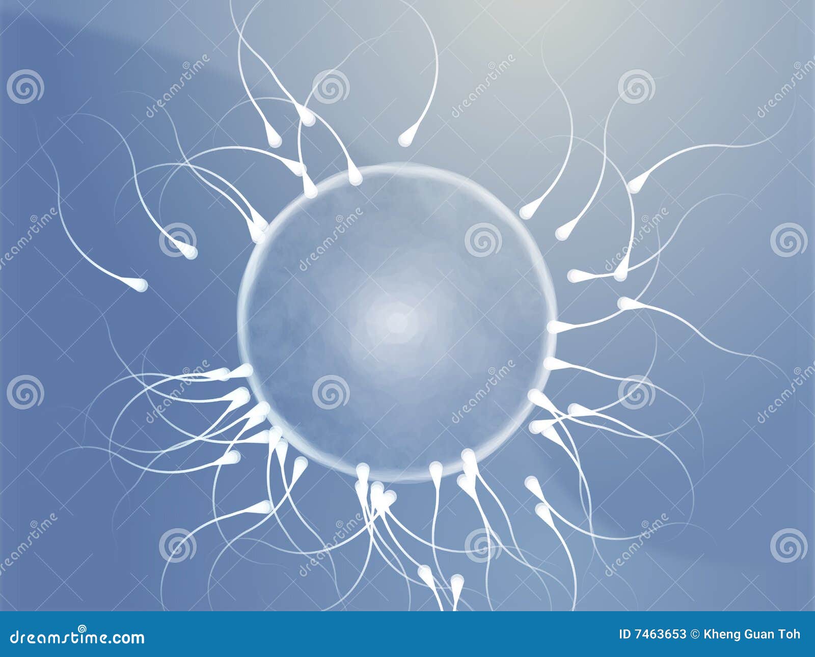 Human Egg Cell Fertilization Stock Illustration - Illustration of ...
