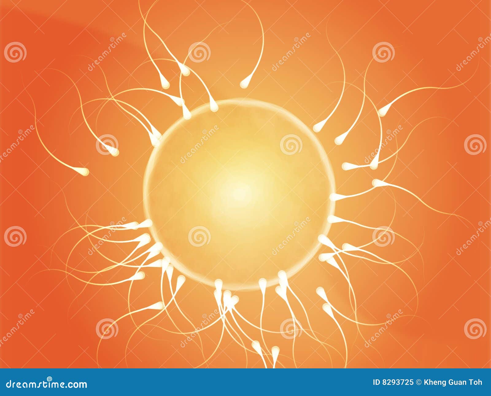 Human Egg Cell Fertilization Stock Illustration - Illustration of ...