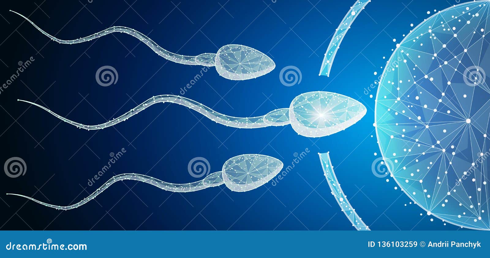 Human Egg Cell Fertilization with Sperm Cells Inside of Uterus Stock ...