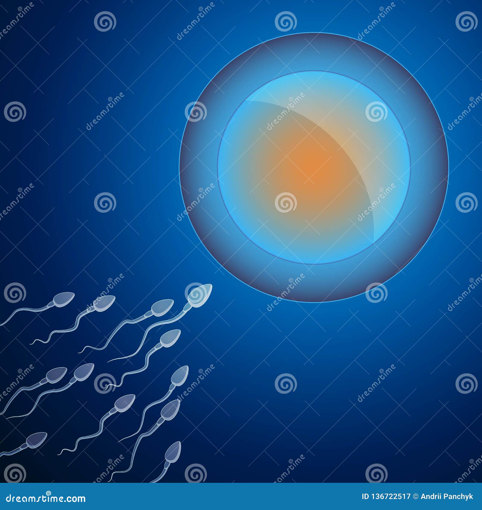 Human Egg Cell Fertilization with Sperm Cells Inside of Uterus Stock ...