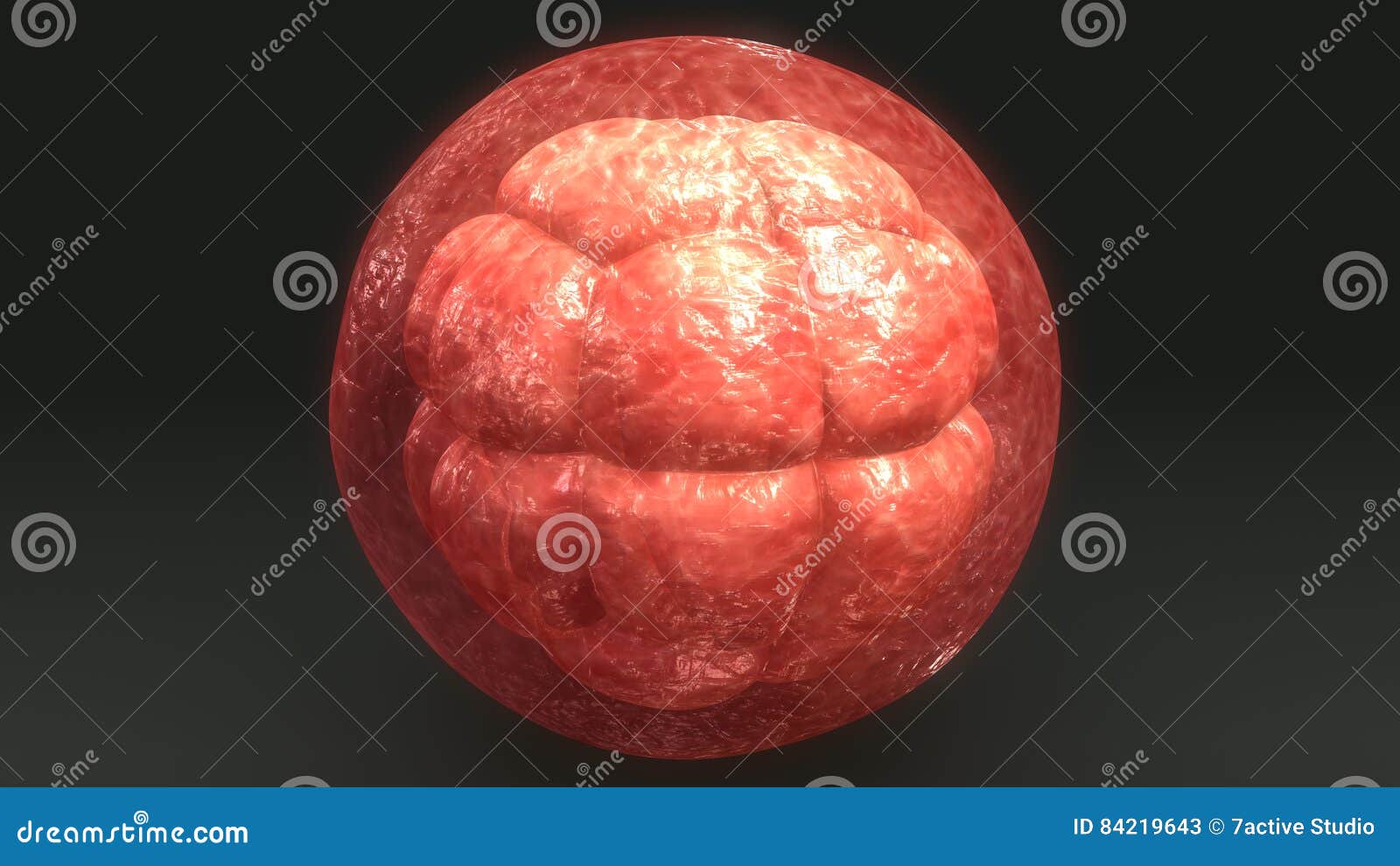 Human Egg Cell stock illustration. Illustration of hormone - 84219643