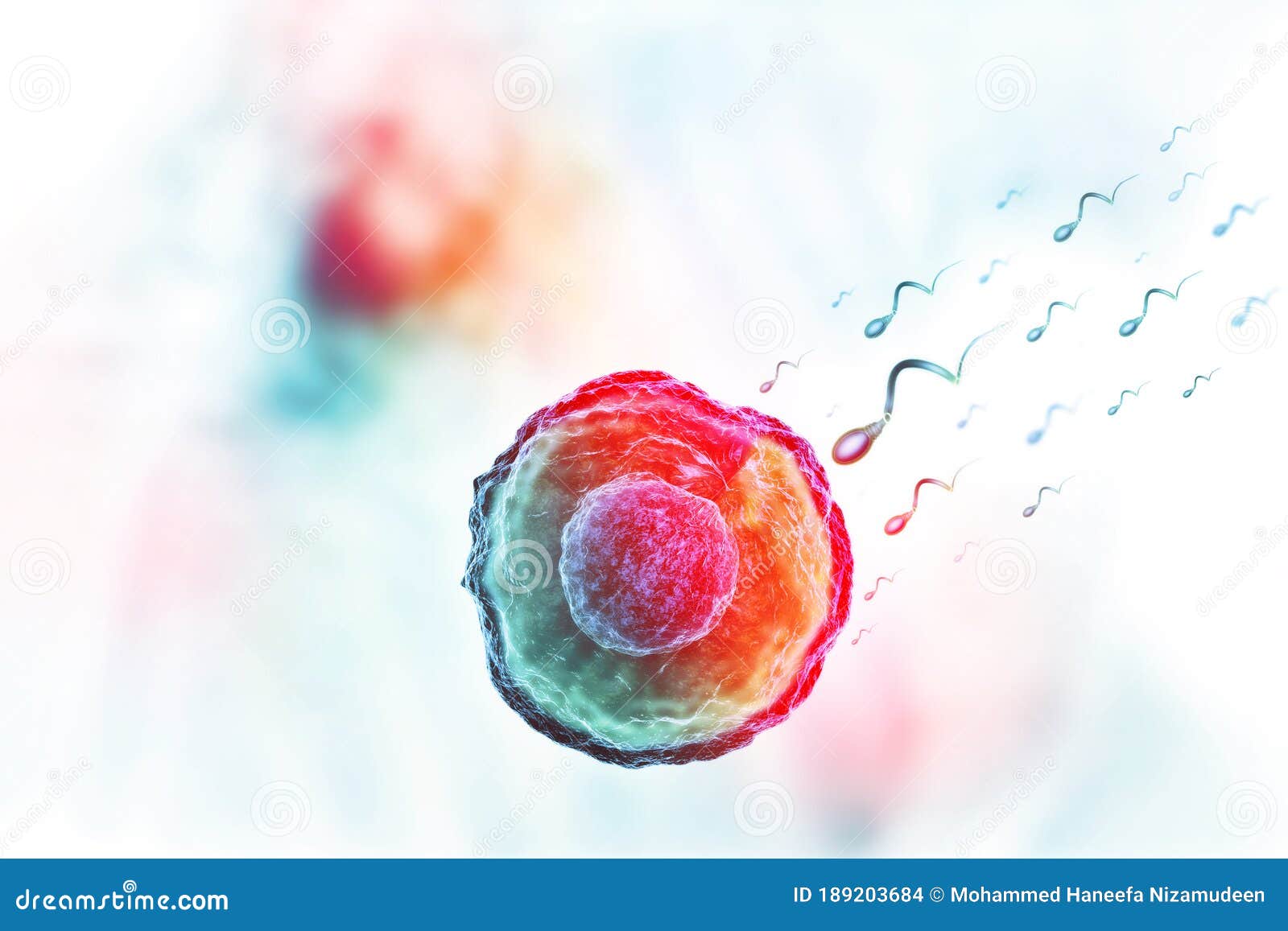 Human Egg Cell on Science Background Stock Illustration - Illustration ...