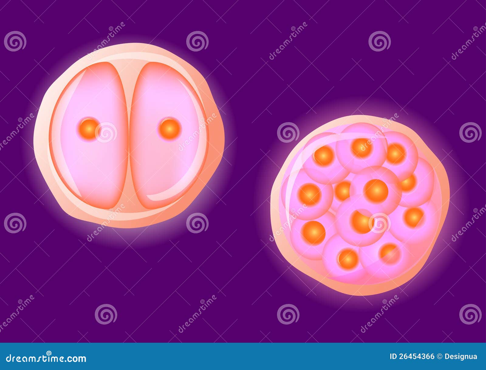 Multicellular Cell Structure Icon. Stock Photography | CartoonDealer ...