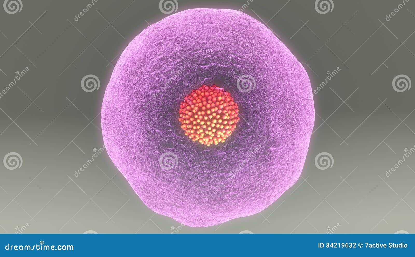 Human Egg stock photo. Image of jelly, fertilization - 84219632