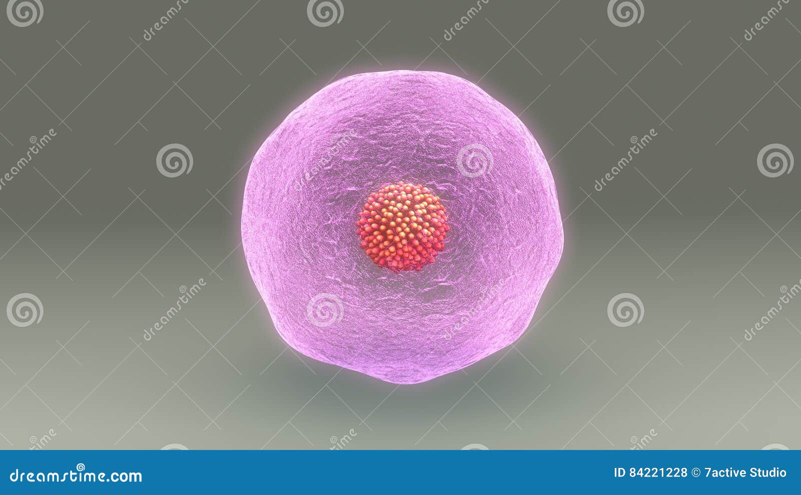 Human Egg stock illustration. Illustration of pronucleus - 84221228