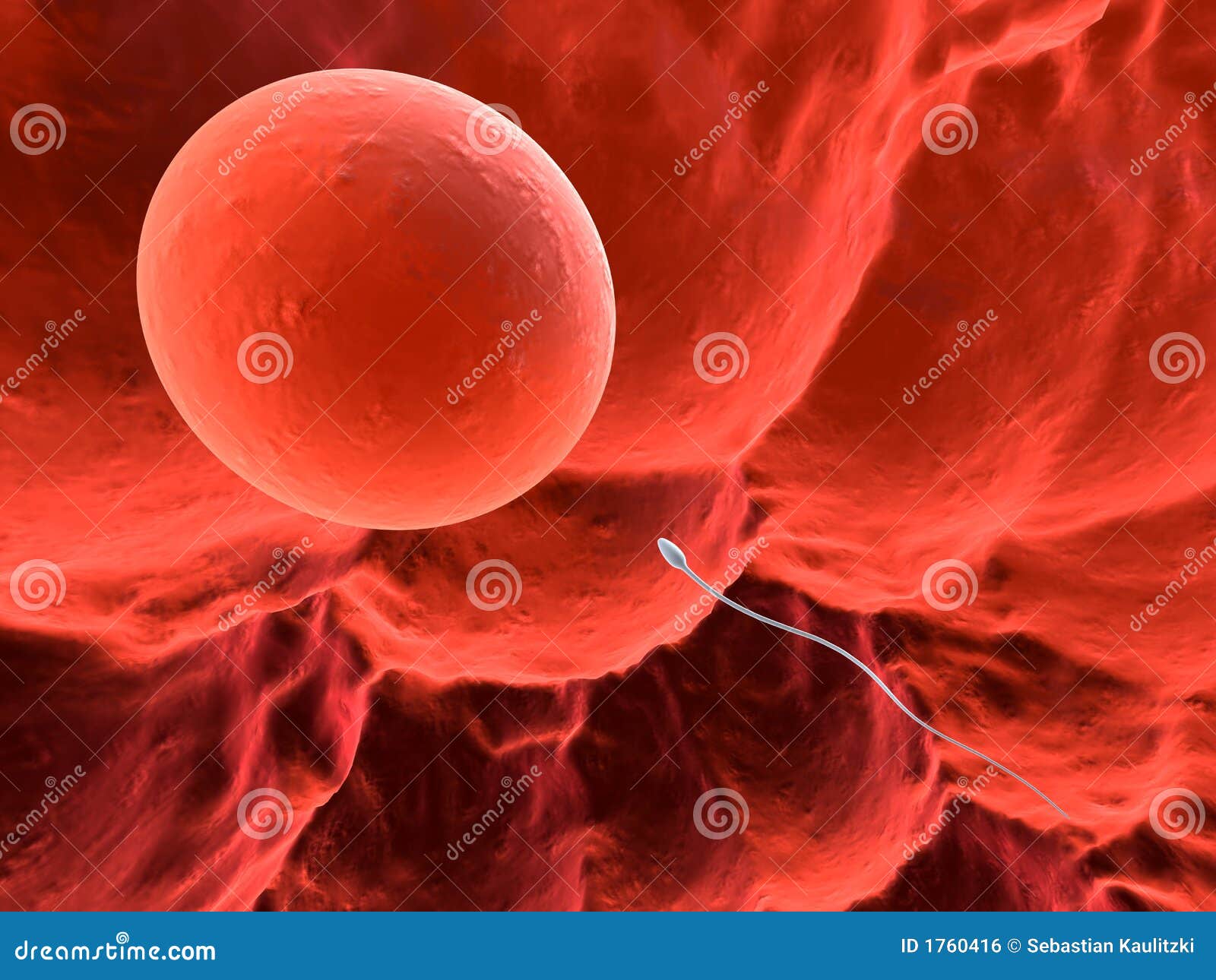 Human Egg With Sperm Stock Illustration Illustration Of Microscope