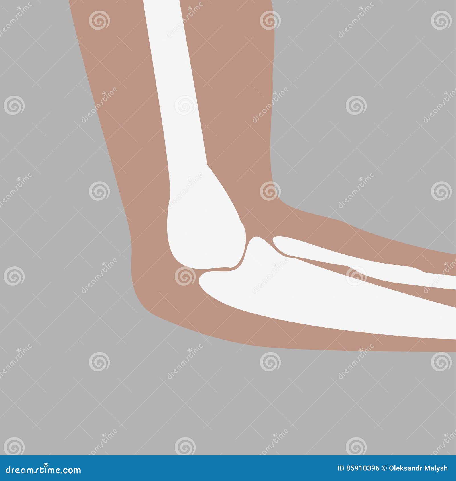 Human elbow joint stock vector. Illustration of ligament - 85910396