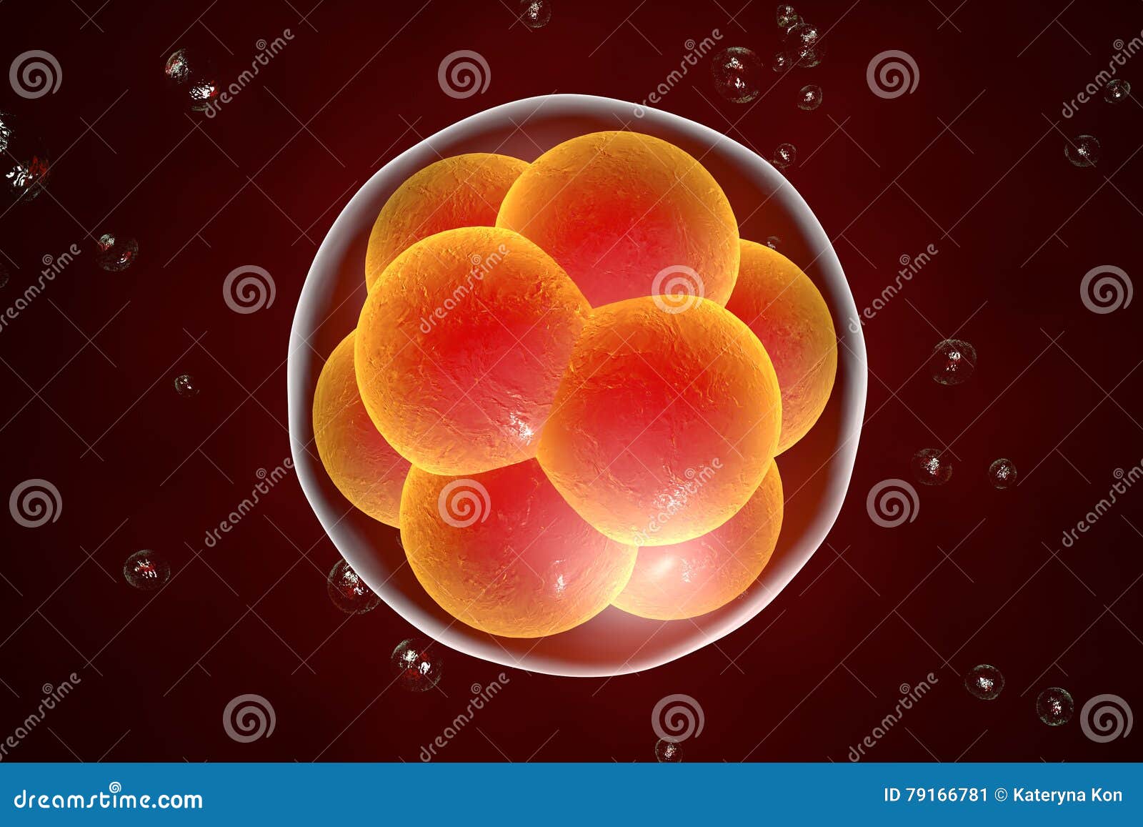 Human Embryo on Colorful Background Stock Illustration - Illustration ...