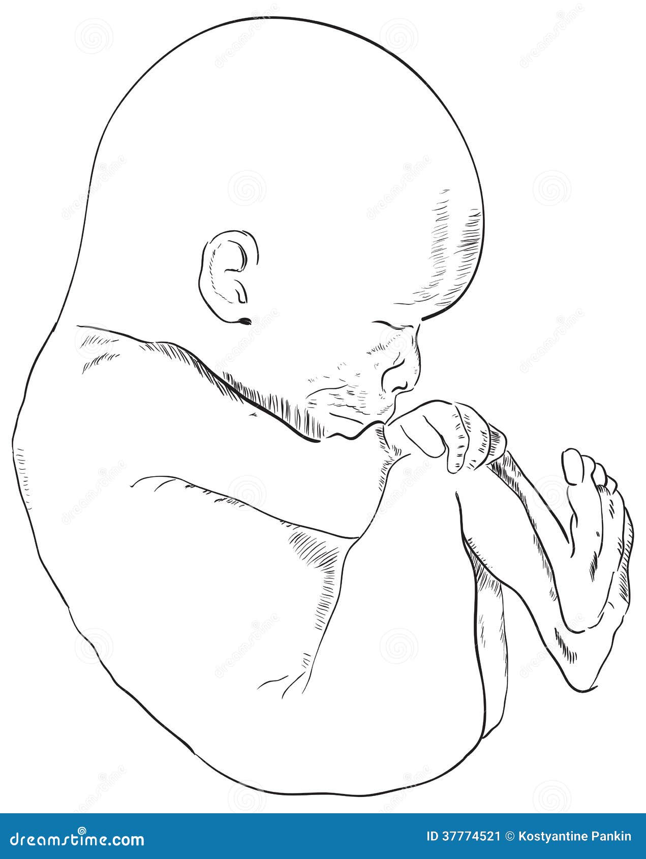 Human embryo stock vector. Illustration of diagram, fetus - 37774521