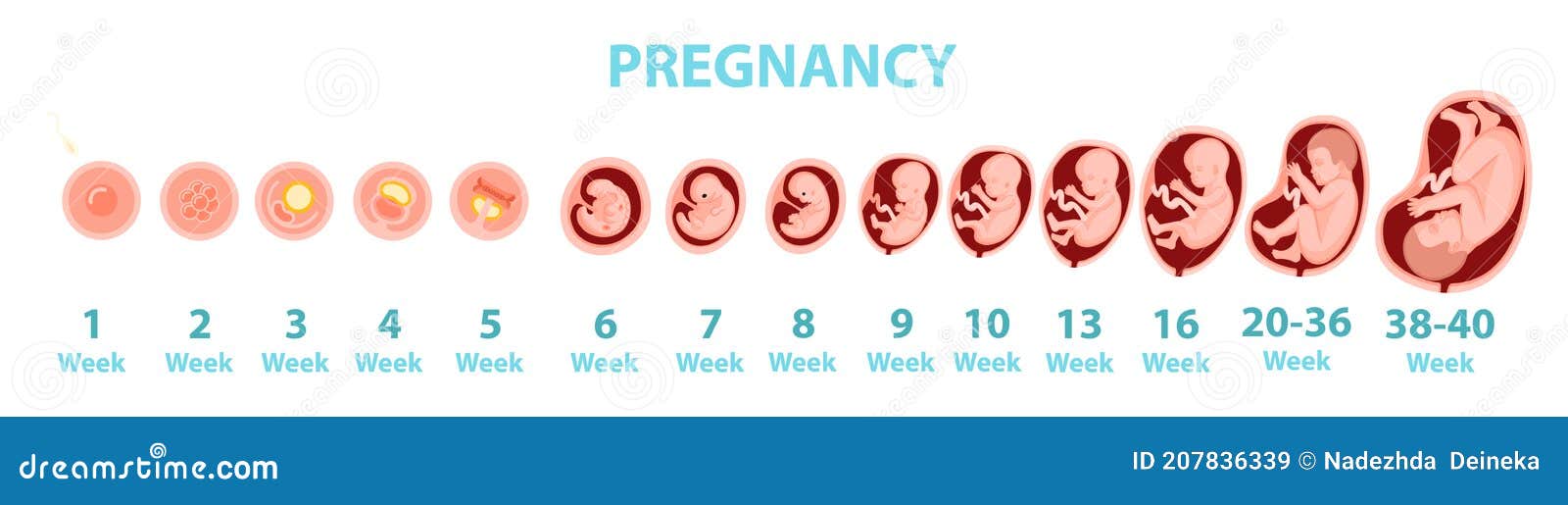 Human Embryo Genesis by Weeks. Stock Vector - Illustration of ...