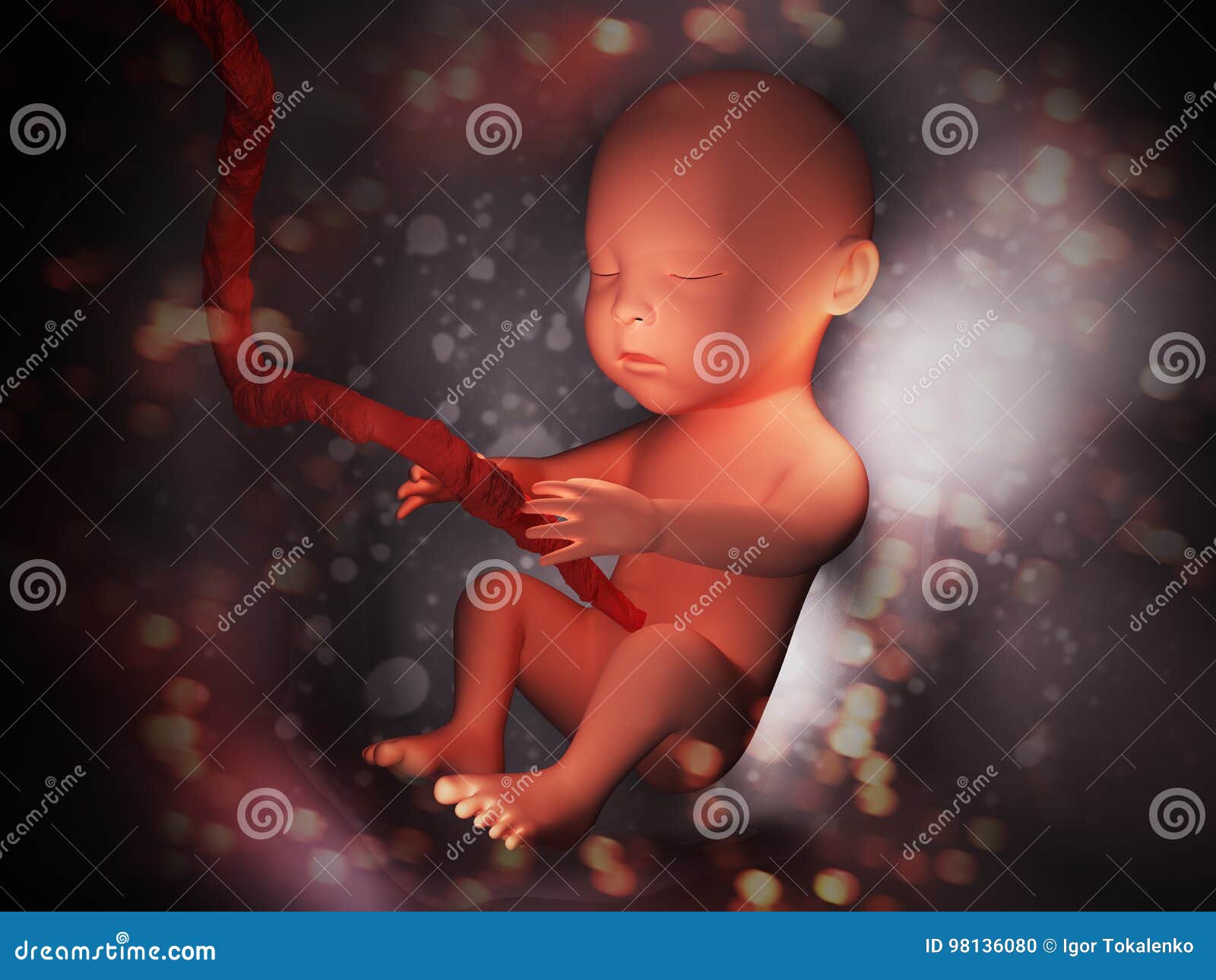 Human Embryo Inside Body 3d Illustration Image Stock Illustration ...