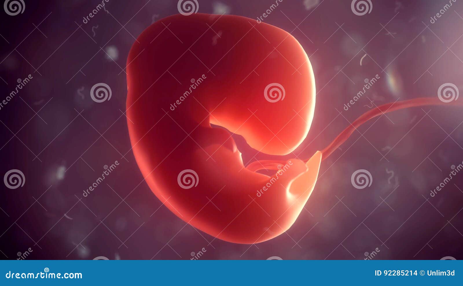 Human Embryo Inside Body. 3d Illustration Stock Illustration ...